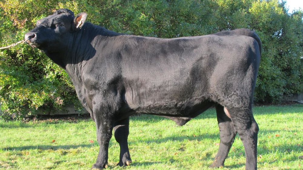 Rouge flamande : Cinq taureaux améliorateurs