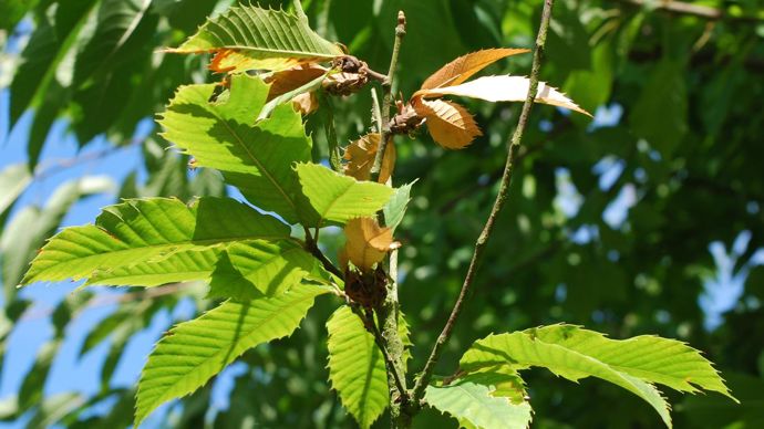 « Le cynips du châtaignier :des répercussions sanitaires en pépinières ...