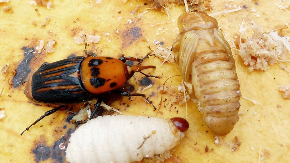 Le biocontrôle du charançon rouge du palmier marque un point