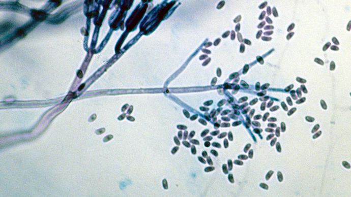 Clonostachys roseaf. catenulata : biofongicide
