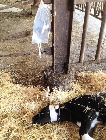 LA PERFUSION LENTE A SAUVÉ DEUX VEAUX DIARRHÉIQUES