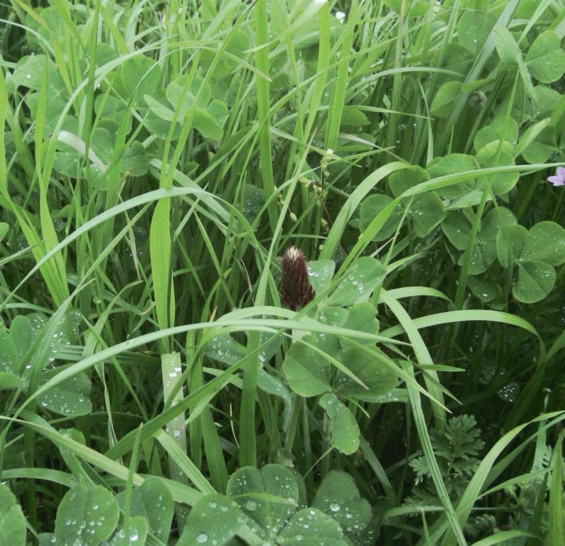ASSOCIER RAY-GRASS HYBRIDE ET TRÈFLE INCARNAT POUR GAGNER EN AUTONOMIE