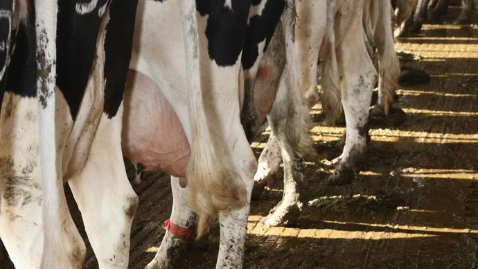 BOITERIE : UNE PATHOLOGIE À PRENDRE À BRAS-LE-CORPS
