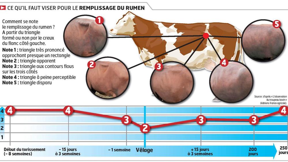 AVOIR UNE VACHE EN PLEINE FORME AU VÊLAGE ET UN MOIS APRÈS