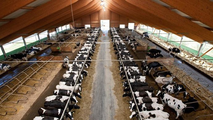 LES SPÉCIFICITÉS TECHNIQUES D'UN ÉLEVAGE DE GRANDE TAILLE