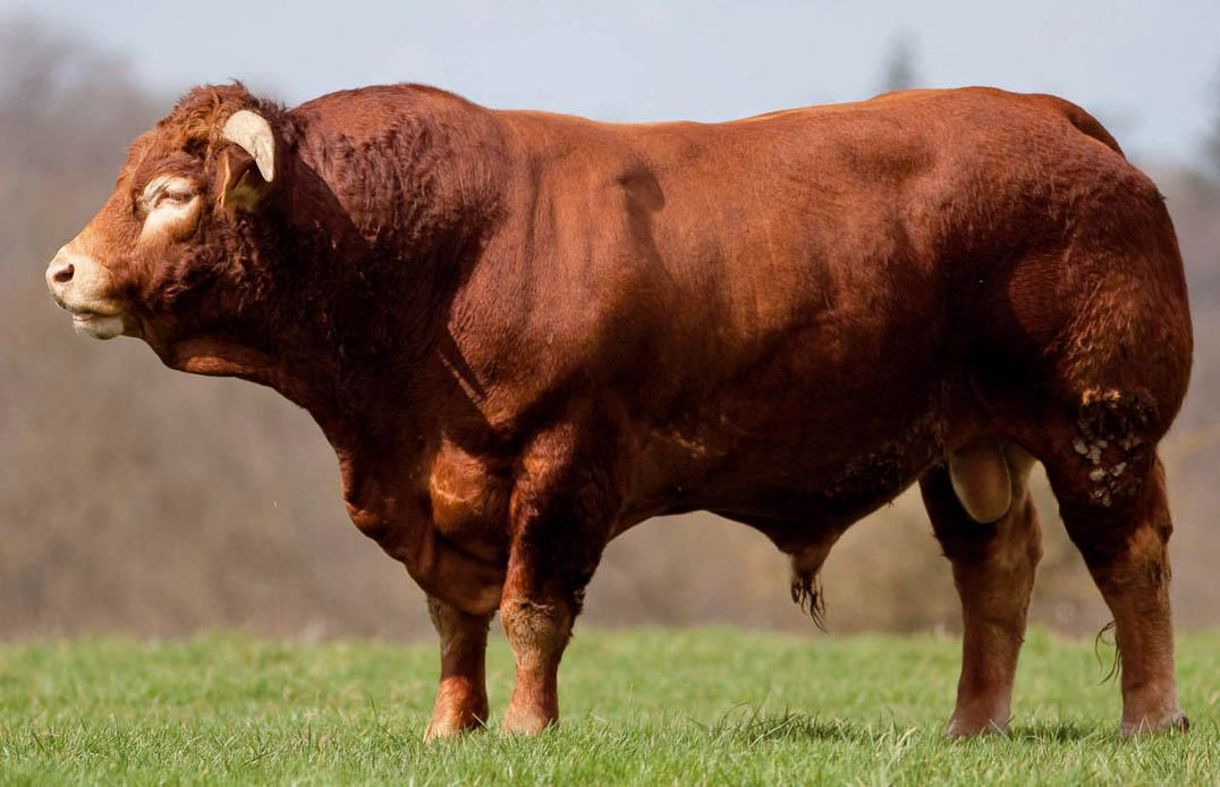 Taureaux : Quelques règles pour limiter le danger