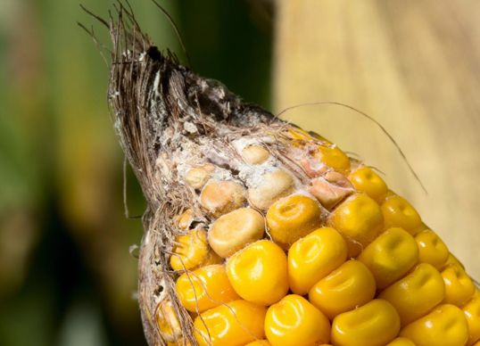 ÊTRE EN ALERTE SUR LE RISQUE MYCOTOXINE