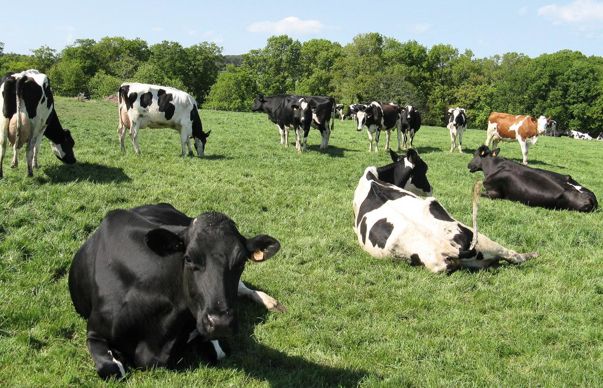 BIO, MAXIMISER LE PÂTURAGE AMÉLIORE L'EFFICACITÉ ÉCONOMIQUE