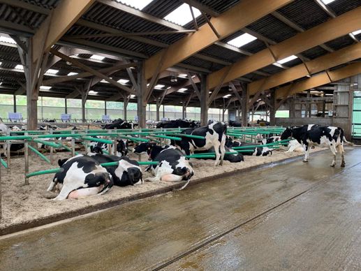 « Logettes creuses et robots pour le confort des vaches et des hommes