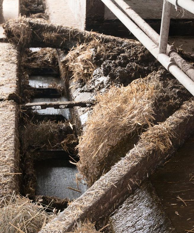 « UN PISTON CONVOIE LE FUMIER MOU VERS LA FUMIÈRE