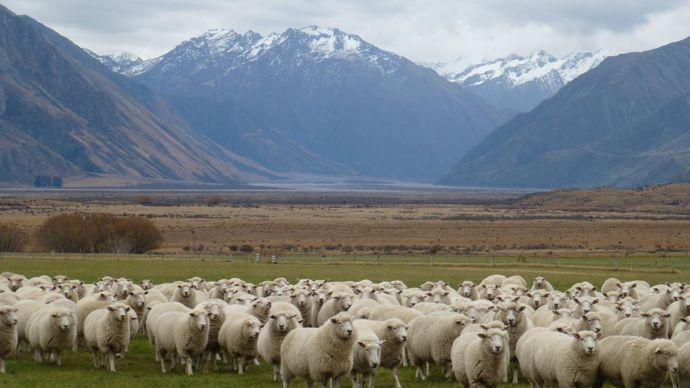 Gaz à effet de serre : Les éleveurs néo-zélandais toujours "asphyxiés ...
