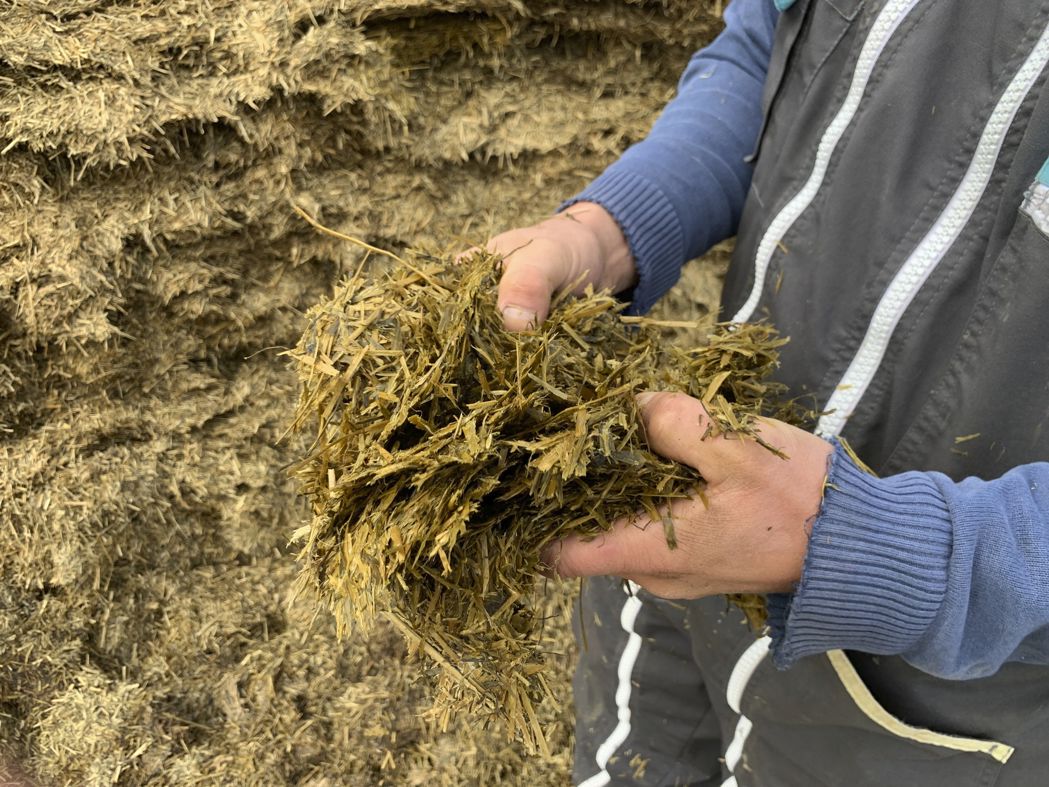 Fourrages : Réduire la part de maïs dans la ration des vaches laitières