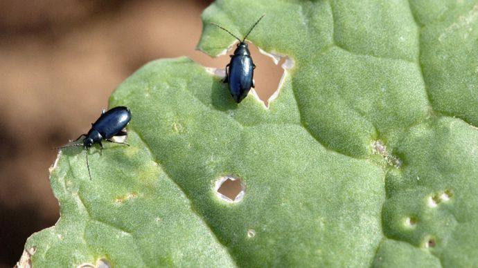 Lutte contre coléoptère : Altise sur colza : la voie des phéromones ...