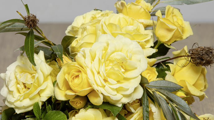 Rosa Rustica® III, Meilaocil