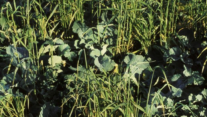 Colza : attention à l’emploi de la propyzamide