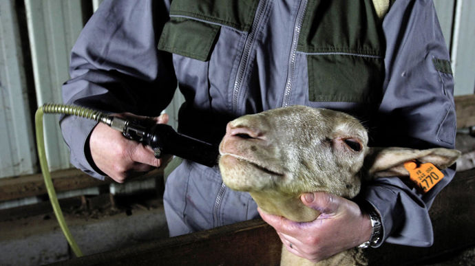 Enrayer le tsunami de parasites résistants chez les ovins