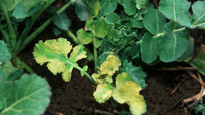 Après les fortes pluies, évitez la carence en soufre sur colza