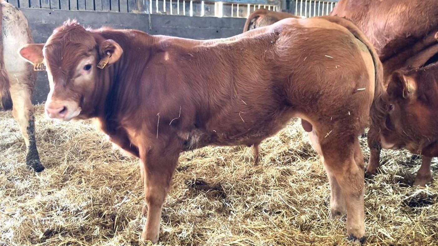 Travailler le sans cornes sans détériorer la génétique de son troupeau