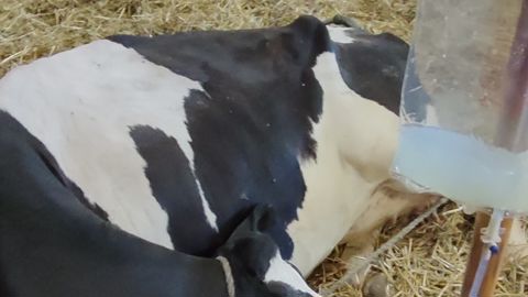 Mammite colibacillaire, la litière en cause