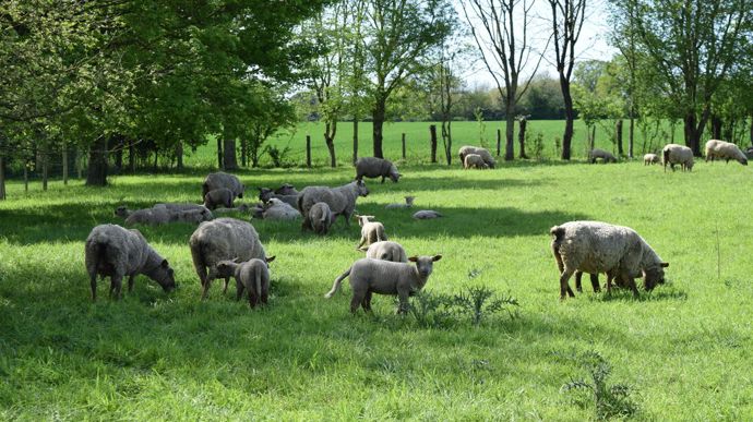 Renforcer la démarche de la biosécurité en élevage ovin