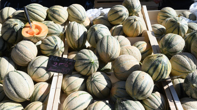 Une campagne 2024 très perturbée par la météo pour les melons