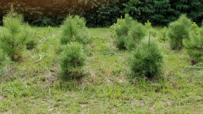 Découverte d'une mémoire épigénétique chez les pins