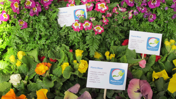 Réaliser un diagnostic Plante bleue grâce à DiagAgroEco