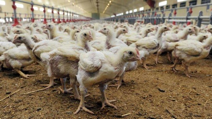L’Académie d’agriculture appelle à une transformation de l’élevage intensif