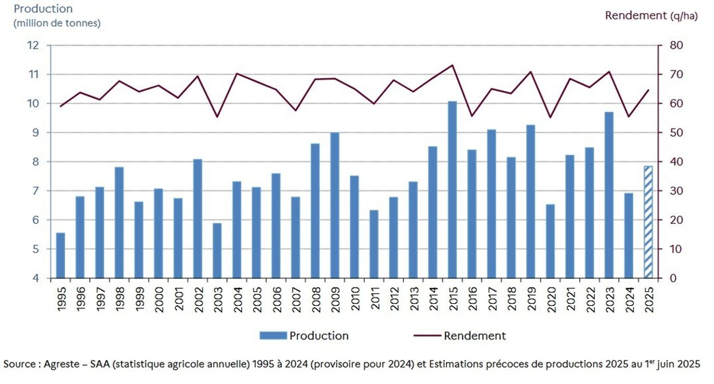 Récolte 2025 : les estimations de rendements en orge par Agreste