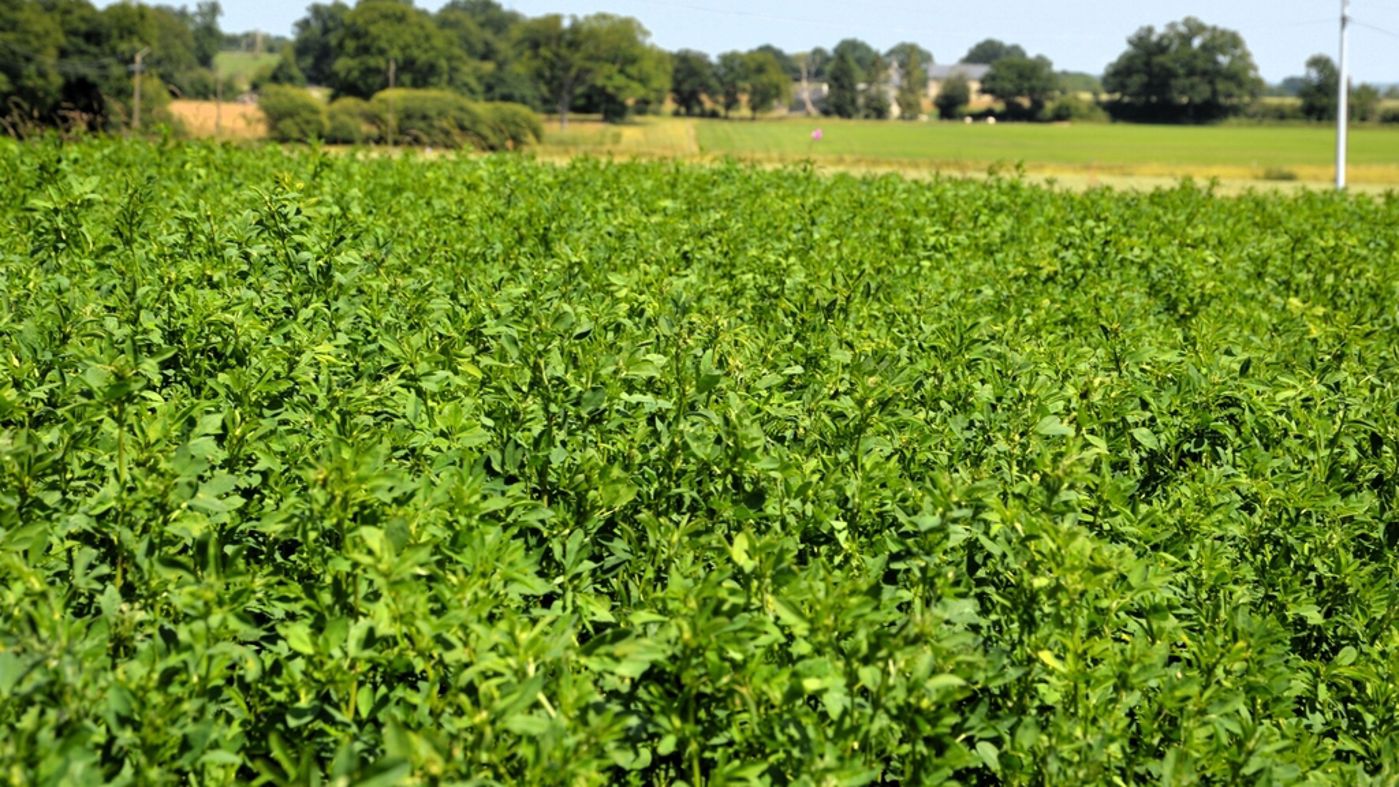 Produire et déshydrater de la luzerne pour les vaches