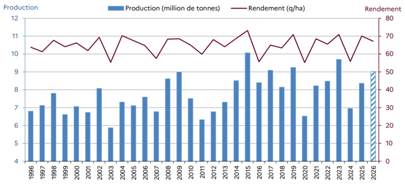 Les rendements de l’orge d’hiver et du colza attendus en baisse en 2026