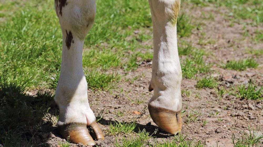 Dossier spécial boiteries